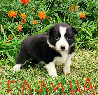 Border Collie stenci