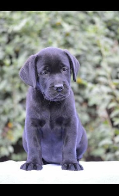 Labrador Retriver