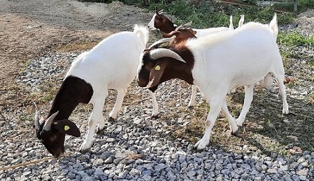 Na prodaju burske koze i jarac