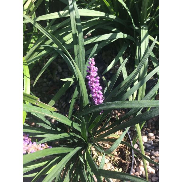 Liriope muscari ' Moneymaker' -C 2 l- 20/30 cm