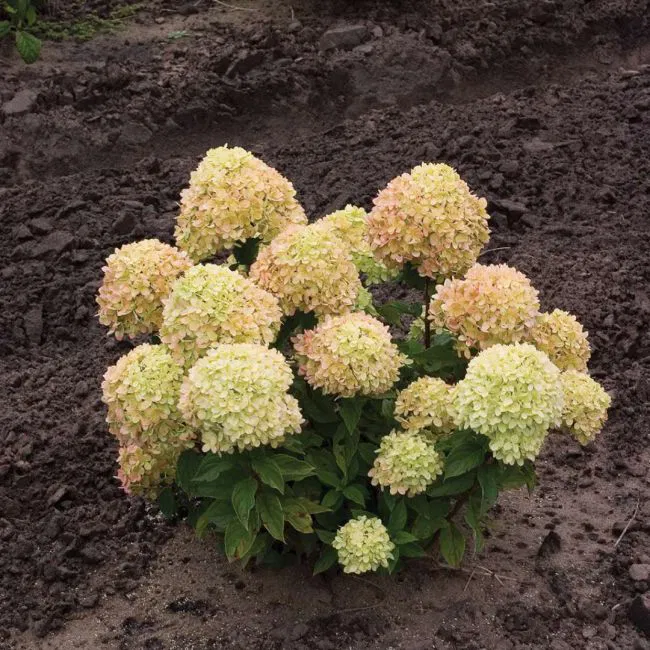 Hydrangea paniculata Little Lime