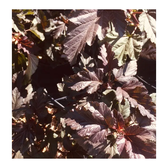 Physocarpus opulfolius 'Lady in Red • C 3 L • 40/60 cm