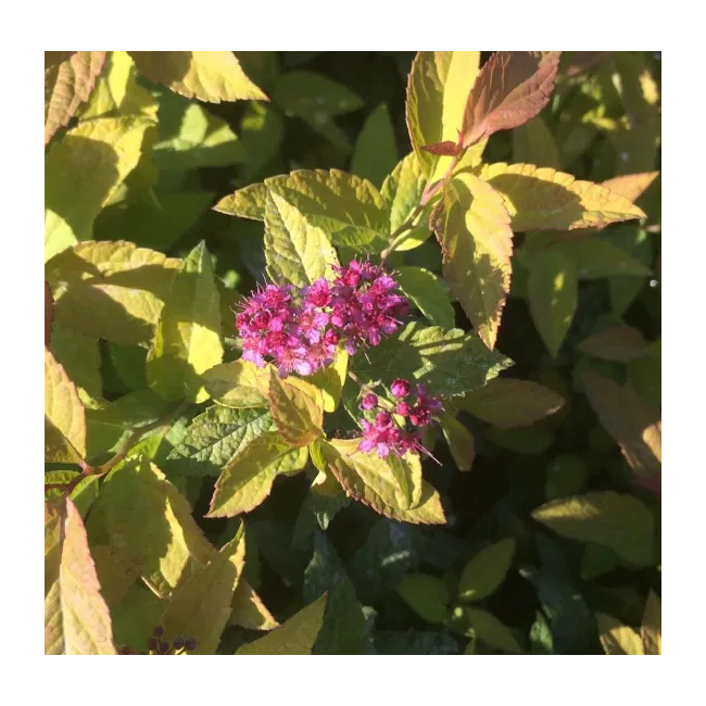 Spiraea japonica 'Goldflame' • C 4 L • 20/30 cm