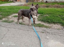 Blue merle muzjak francuskih buldoga za parenje