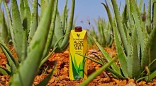 Aloe vera preparati forever living