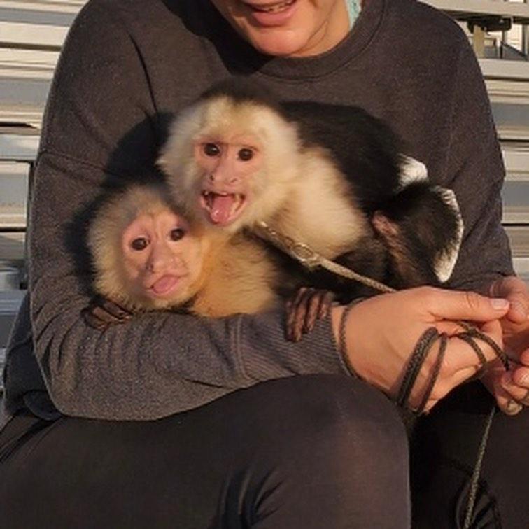 bebe majmuni kapucini za prodaju