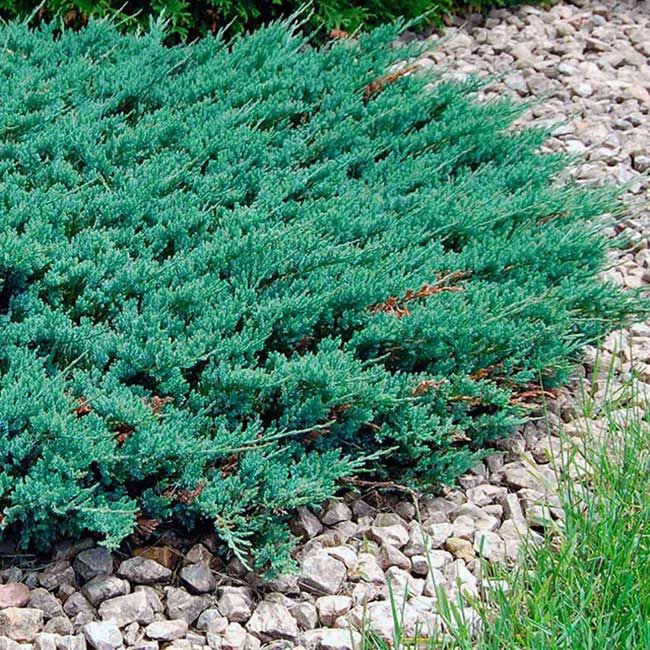 Juniperus hor. Blue Chip