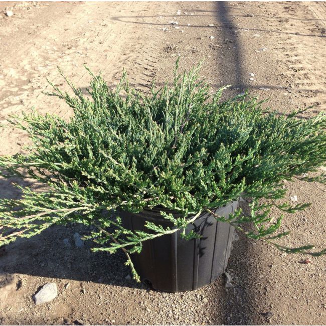 Juniperus hor. 'Jade River' • P15 • 40/60 cm