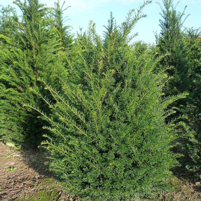 Taxus baccata