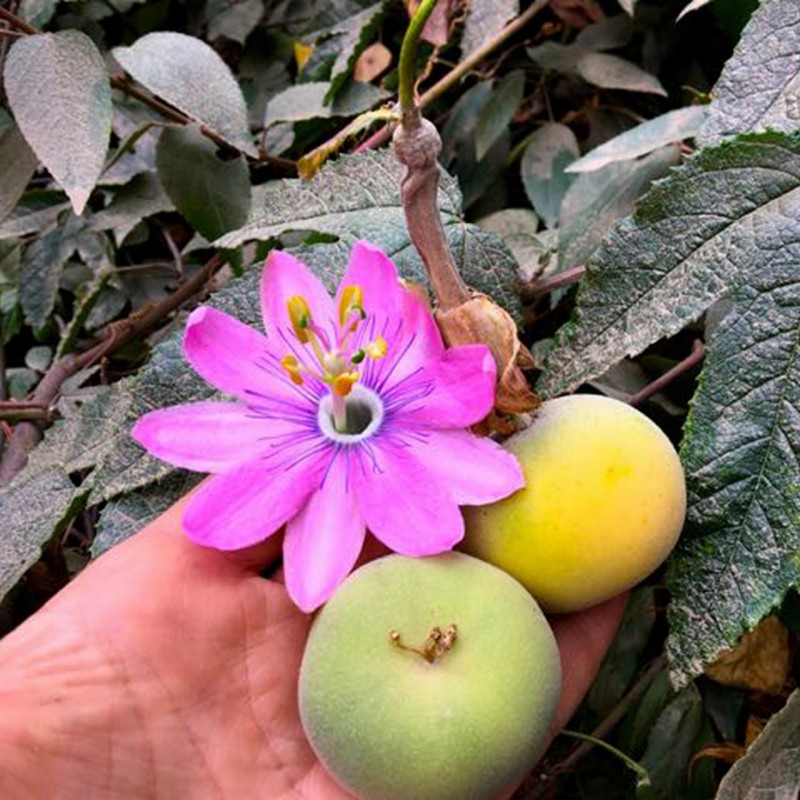 Tauso Seme (Passiflora coactilis)