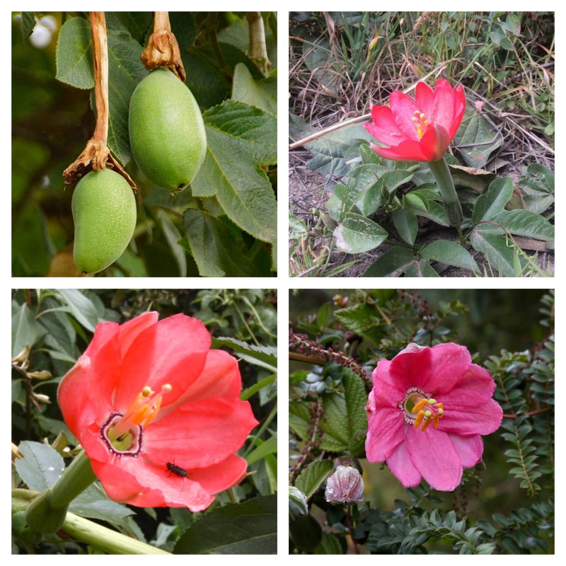 Tumbo seme (Passiflora mixta)