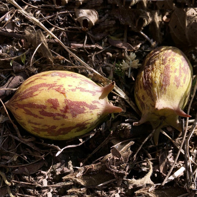 Seme granadine (Jarilla heterophilla)