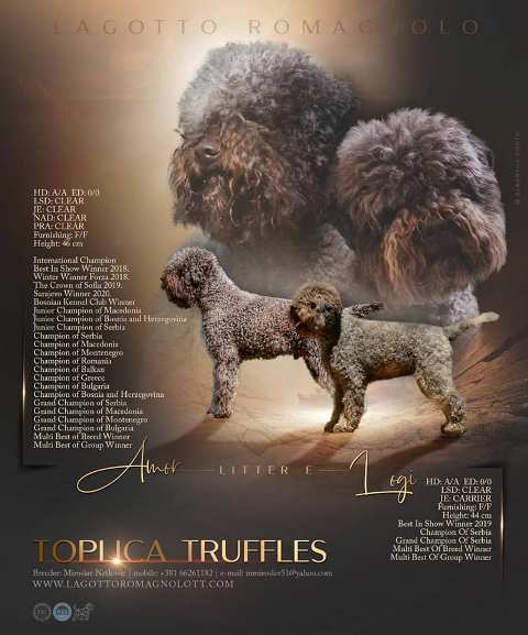 Lagotto Romagnolo šten