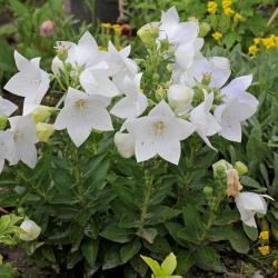 Platycodon beli cvet 30 semenki