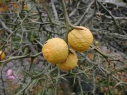 Sadnice Sibirskog Limuna Poncirus Triflorata