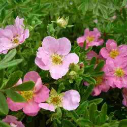 Potentilla fruticosa Princess