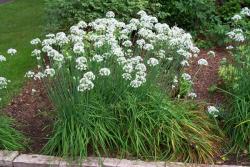 ALLIUM TUBEROSUM kineski luk vlasac