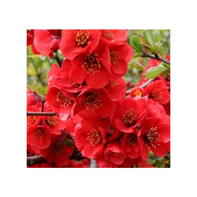 Chaenomeles x superba 'Fire Dance' • P 15 • 30-40 cm