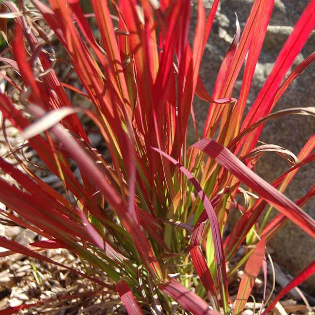 Imperata cyl. 'Red Baron' • C 2 L• 40/60 cm