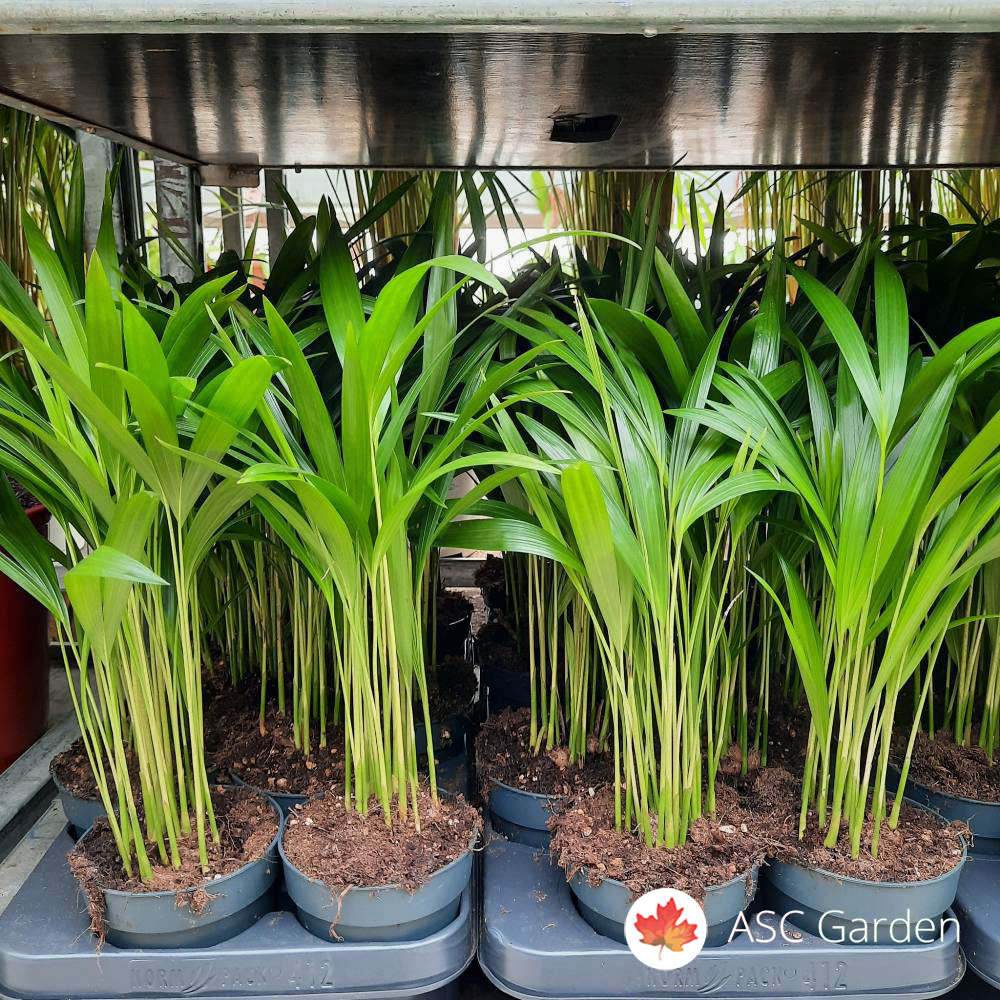 Dypsis lutescens- Areka palma 150 – 160 cm