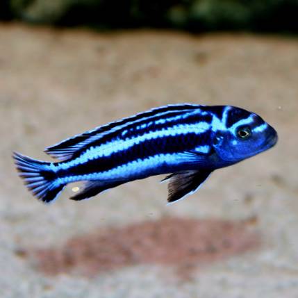 Melanochromis cyaneorhabdos Maingano