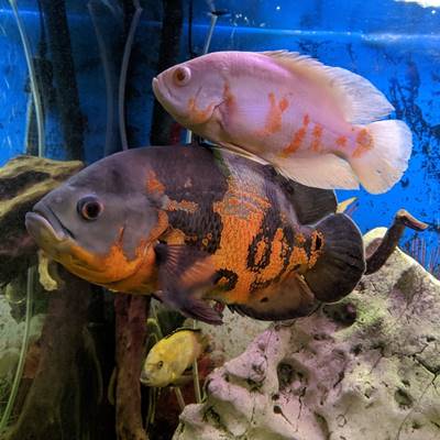 Astronotus Ocellatus-Oskar Tigrasti