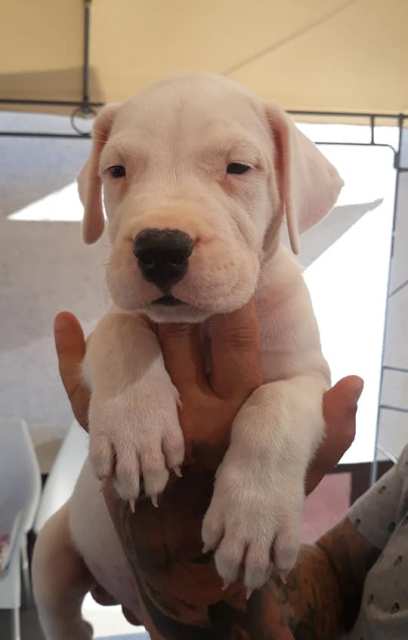 Dogo Argentino, štenci odg. KENNEL TROKUT