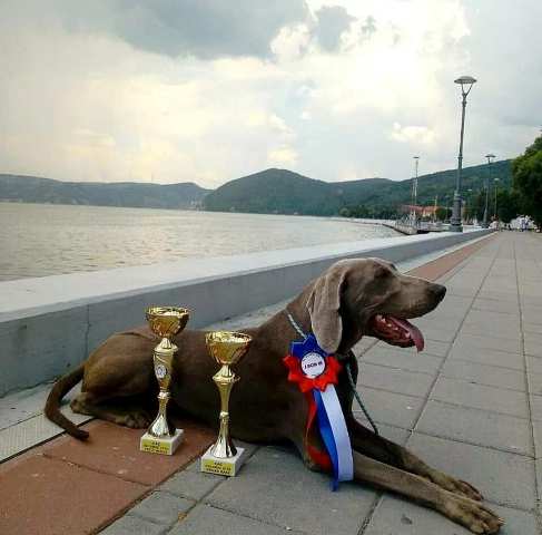 Vajmarski pticar, zenka