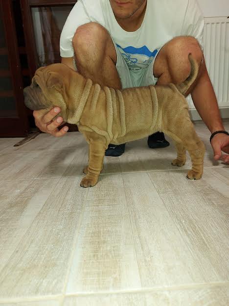 Shar Pei stenci