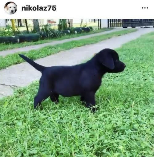 Labrador retriver, štenci