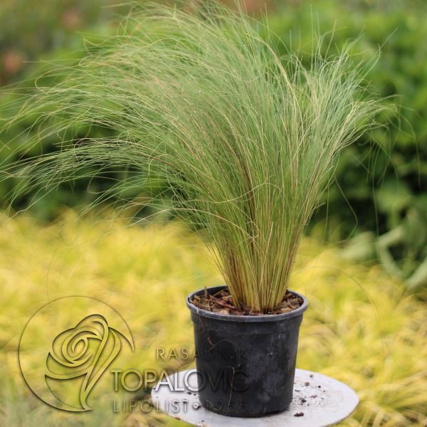 Stipa tenuissima 'Pony Tails' • P15 • 20-25 cm