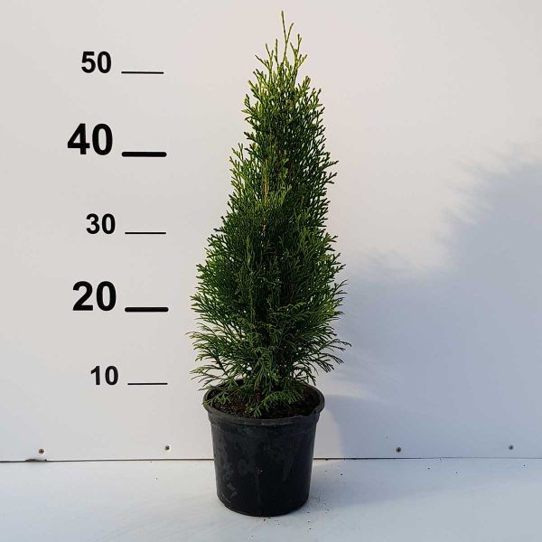 Thuja occ. Smaragd • P15 • 20/40 cm