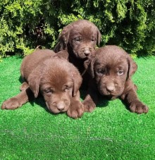 Labrador retriver