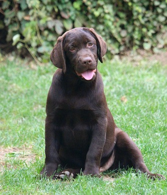 Labrador stenci