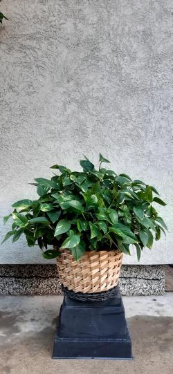 pothos puzavica - kineski evergrin