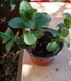 Nana ili Mentha