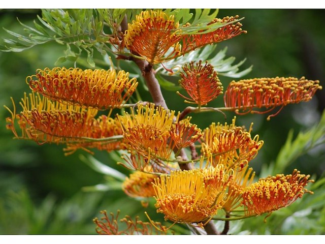 Grevillea robusta - Svileni hrast (seme)