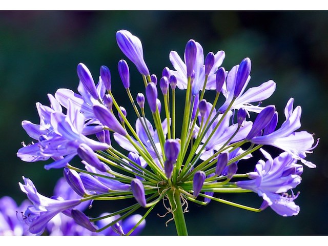 Afrički ljiljan - Agapanthus africanus (seme)