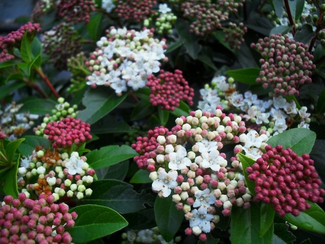 Viburnum tinus (seme)