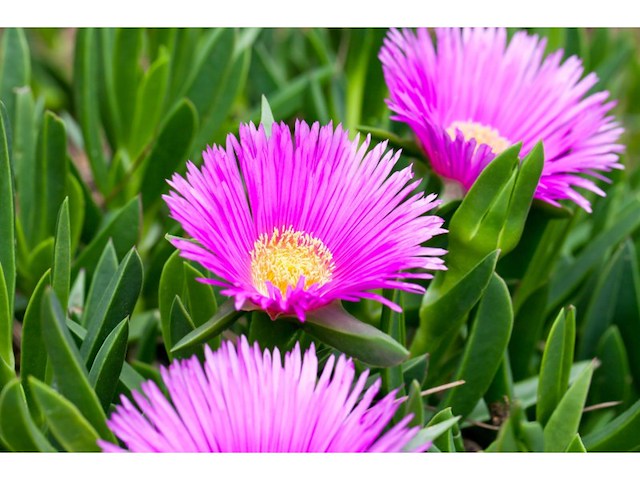 Ice plant (seme) Carpobrotus Edulis