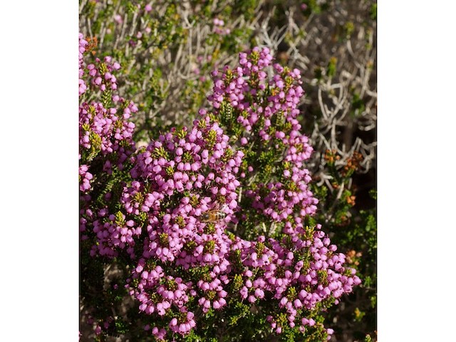 Erica manipuliflora (seme)