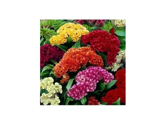 Celosia Petlova kresta mix (seme)