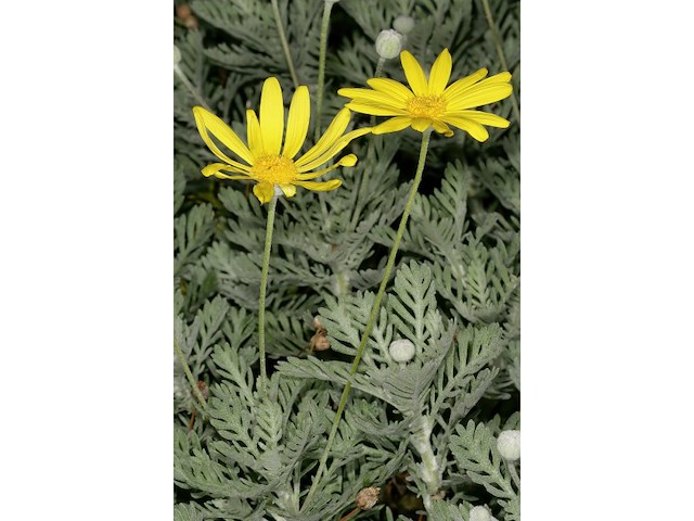 Euryops pectinatus (seme)