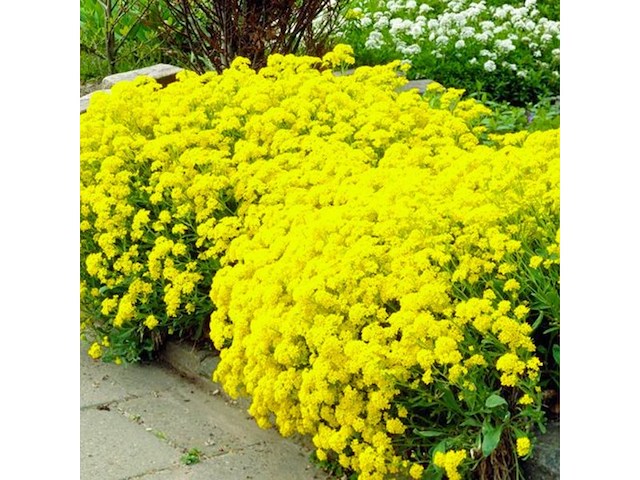 Alyssum saxatilis (seme)