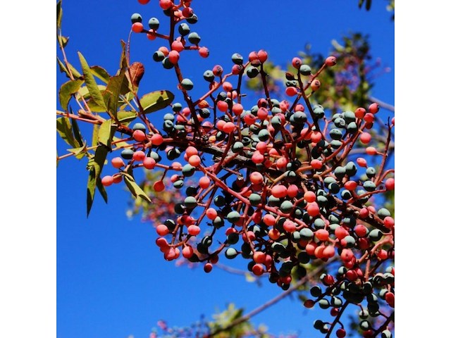 Pistacia terebinthus (seme)