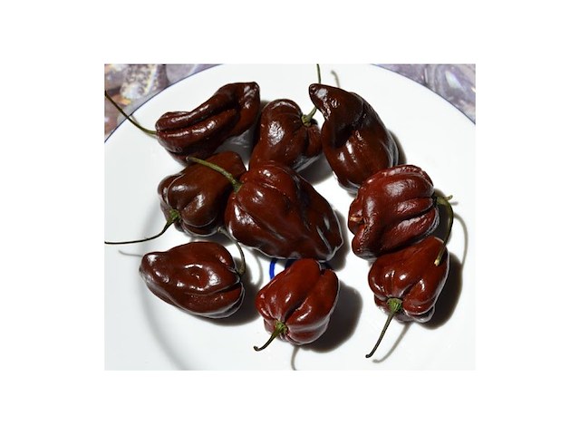 CHOCOLATE Habanero Cili paprika (seme) chili