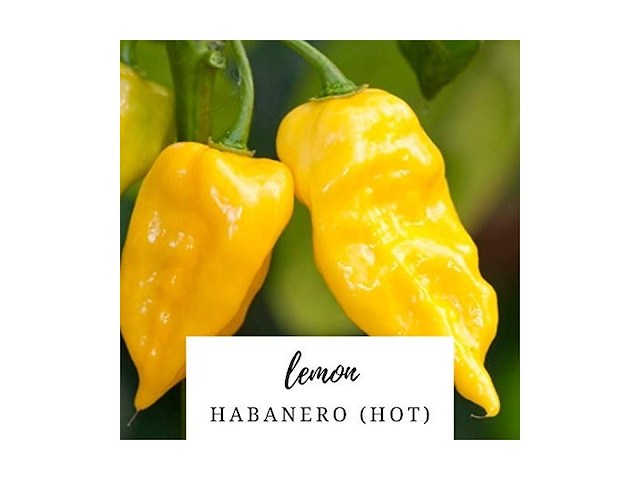 Lemon habanero (seme)