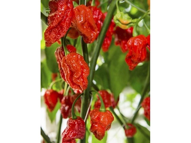 Fatalii jigsaw chili (seme)