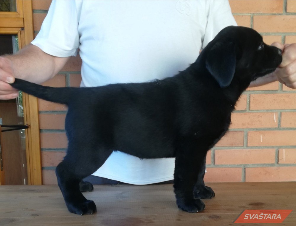 Labrador retriver, štenci