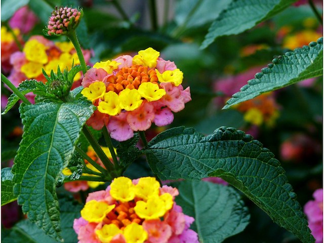 Lantana rozo-zuta (seme)